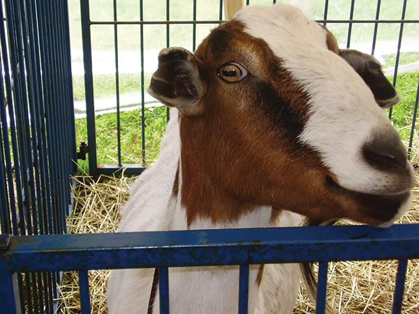 Get Growing and Plan Entries for 2022 Yorktown Grange Fair | The ... Get Growing and Plan Entries for 2022 Yorktown Grange Fair | The ...